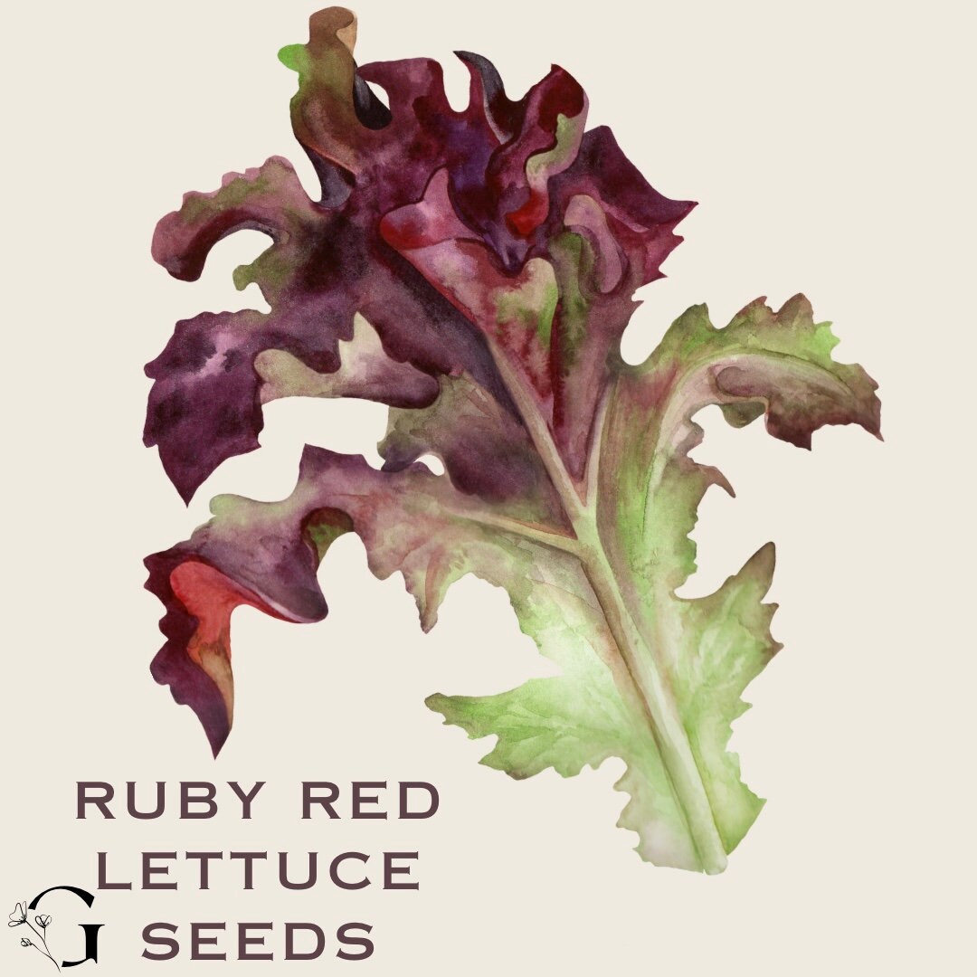 Ruby Red Lettuce Seeds - Etsy