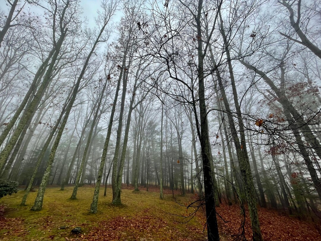 Moody Fog Goblincore Fairycore Trees - Etsy
