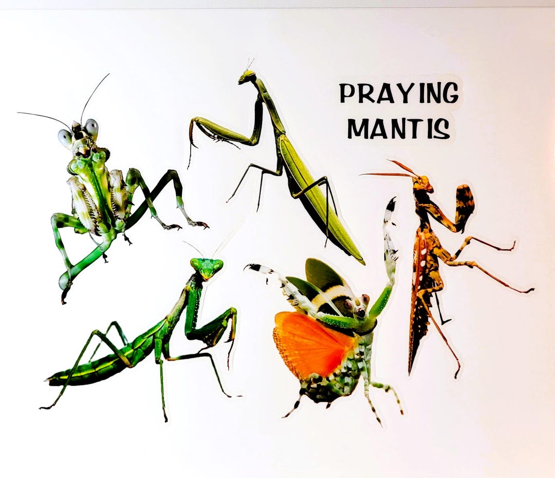 Realistic Praying Mantis Insect Stickers Transparent Background - Etsy