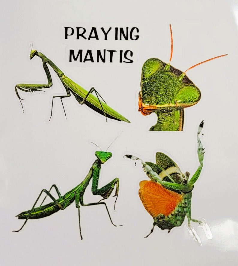 Praying Mantis Sticker Set Transparent Background - Etsy