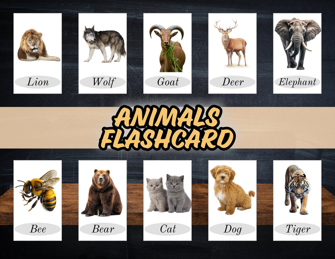 Animal Flashcards: 50 Printable Cards, Preschool Learning (PDF Download ...