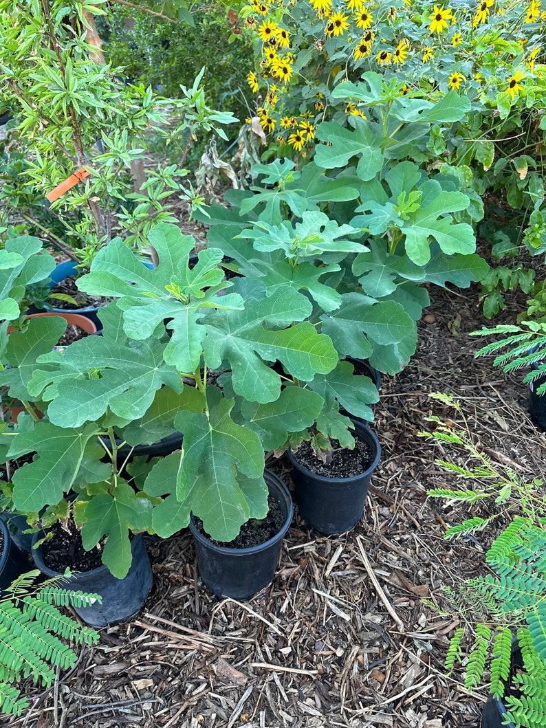 Nixon Peace Fig Tree 1 Gallon Pot - Etsy