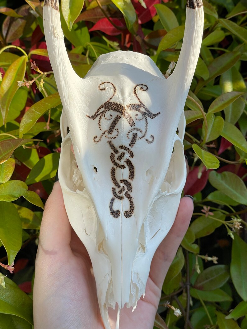 Pyrography Muntjac Skull Jelling Style - Etsy
