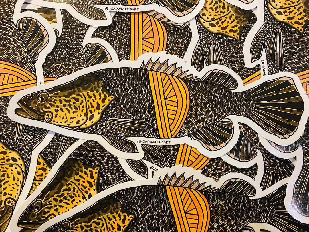 Murray Cod Decals - Fishing Stickers - Freshwater Fish Series - Etsy ...
