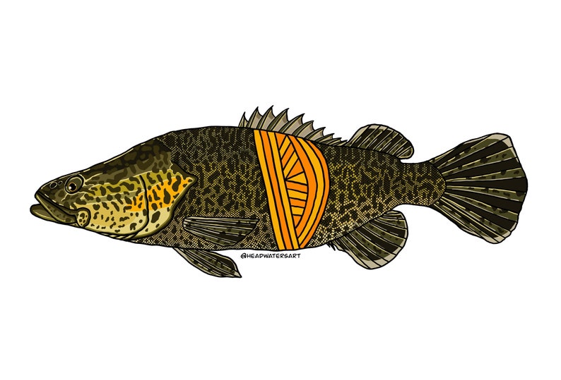 Murray Cod Decals - Fishing Stickers - Freshwater Fish Series - Etsy ...