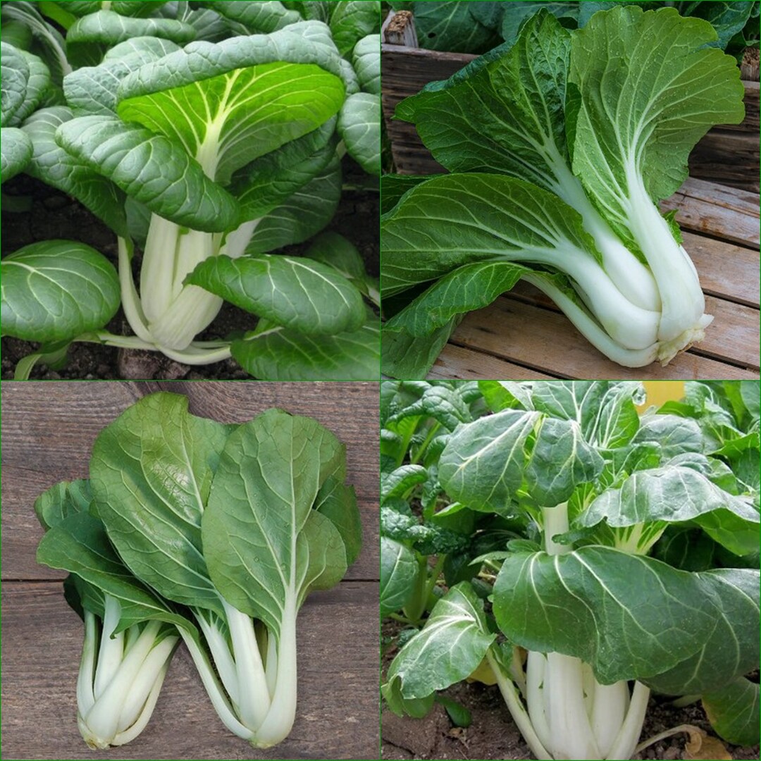 500 Pak Choi Cabbage Seeds Green Vegetable Seeds Pak Choi Seeds Organic ...