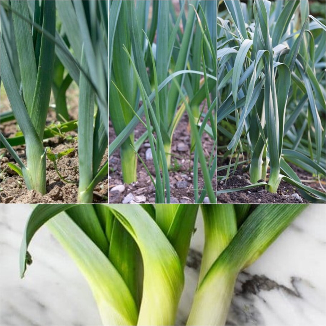 200 Leek Seeds Leek Organic Seeds Green Leek Seeds Vegetable Garden ...