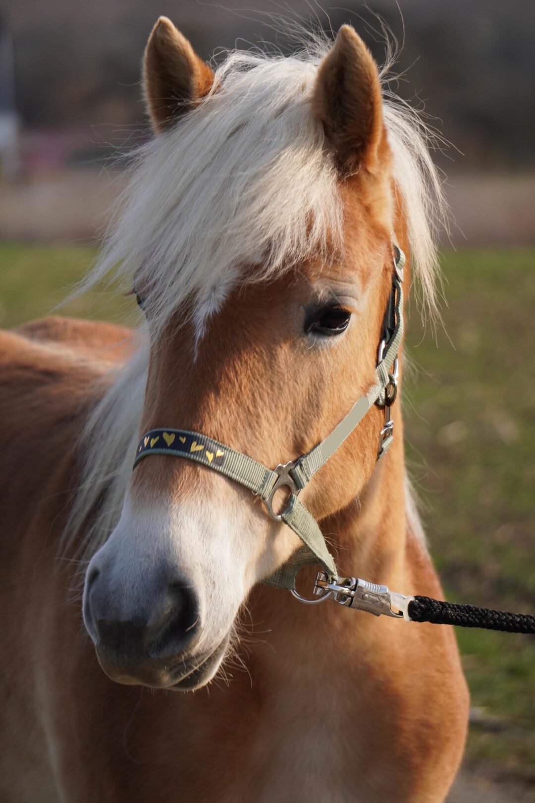 Lime Green Stable Halter With Personalization on the Noseband - Etsy