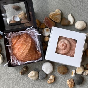 Handmade Seashell Soap Gift Box – Large Vegan Scented Soap Bar – Luxury ...