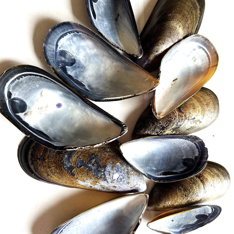 Golden Mussel Shells - Etsy