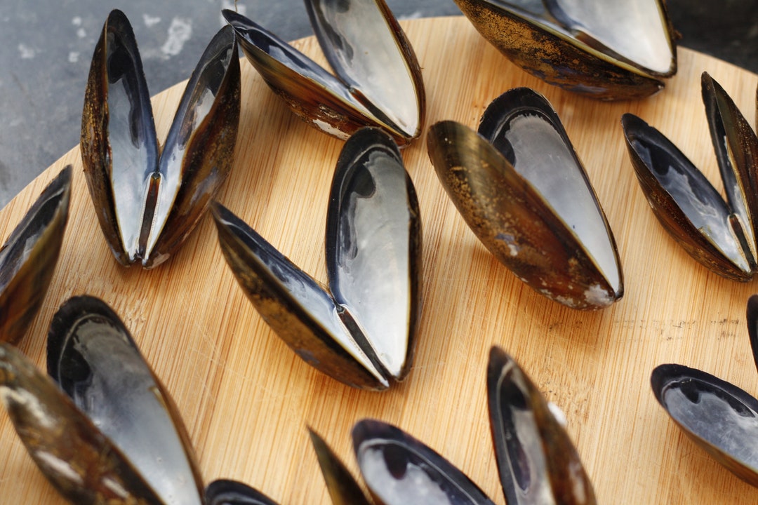 Natural Mussel Shells, 30 Natural Scottish Mussel Shells, Shells for ...