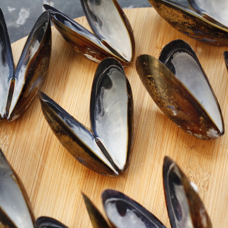 Mussel Shells - Etsy