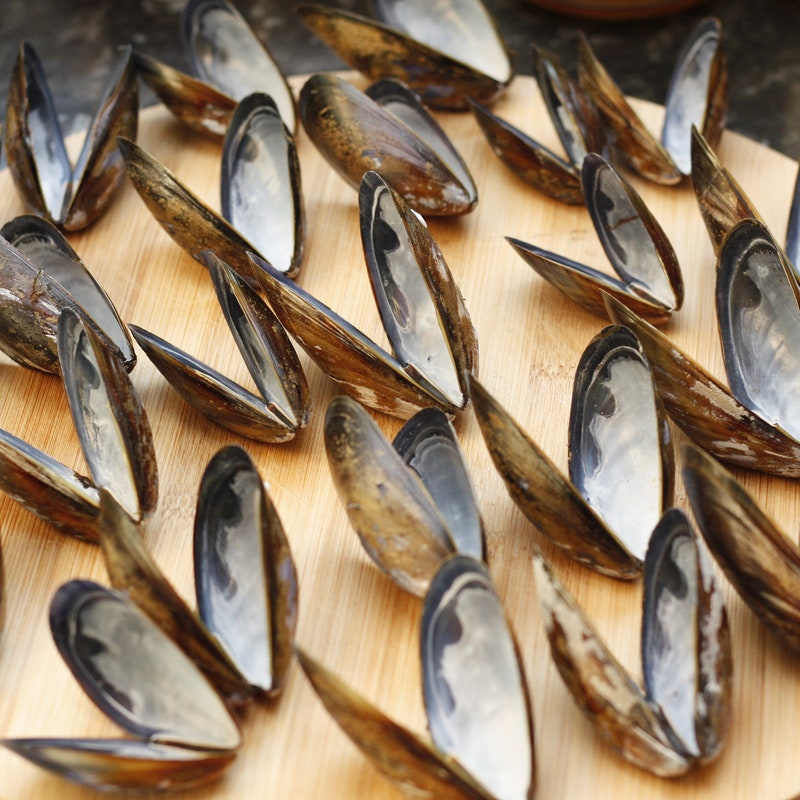 Mussel Shells - Etsy