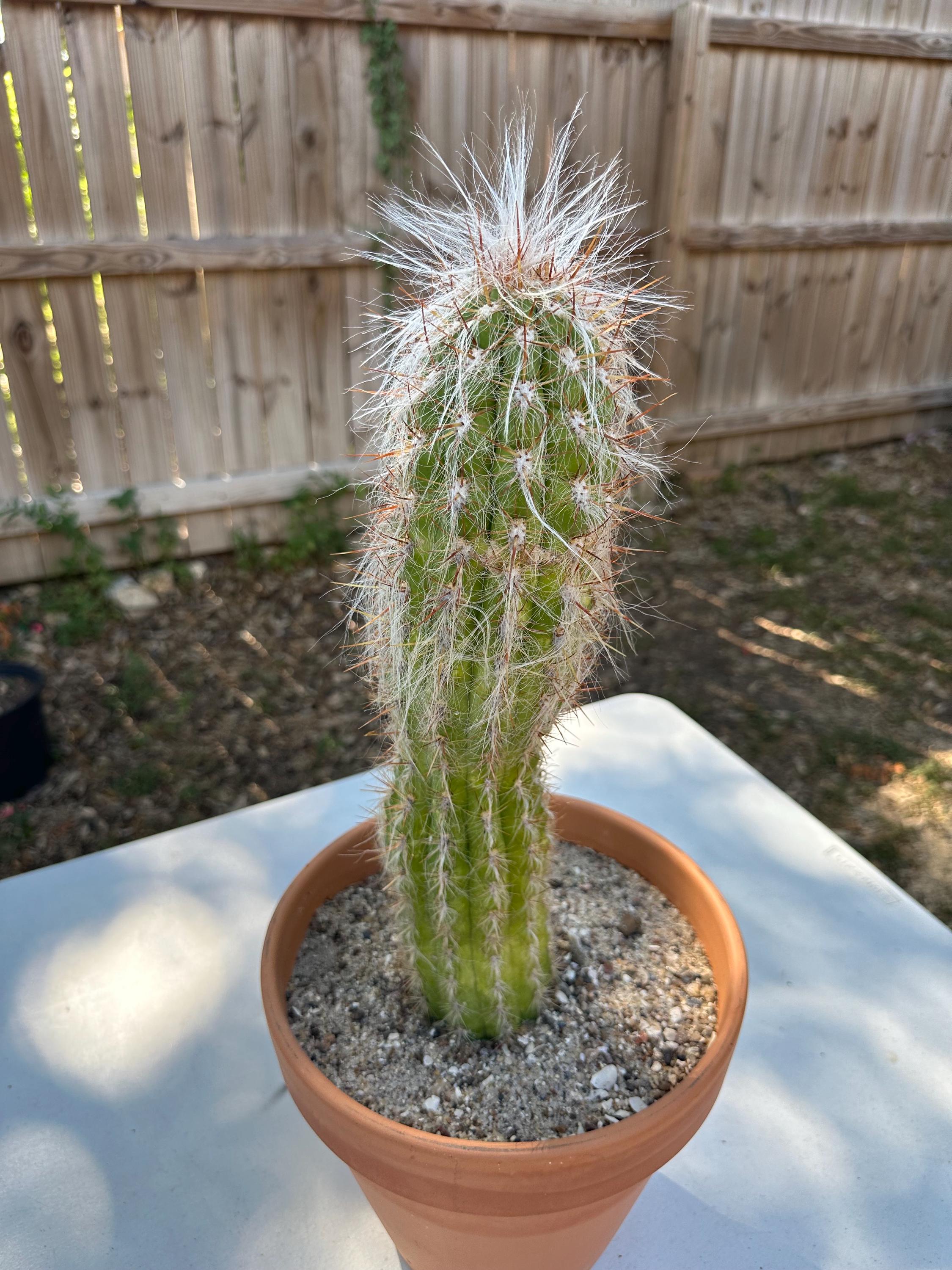 Oreocereus Trollii, Old Man of the Andes - Etsy