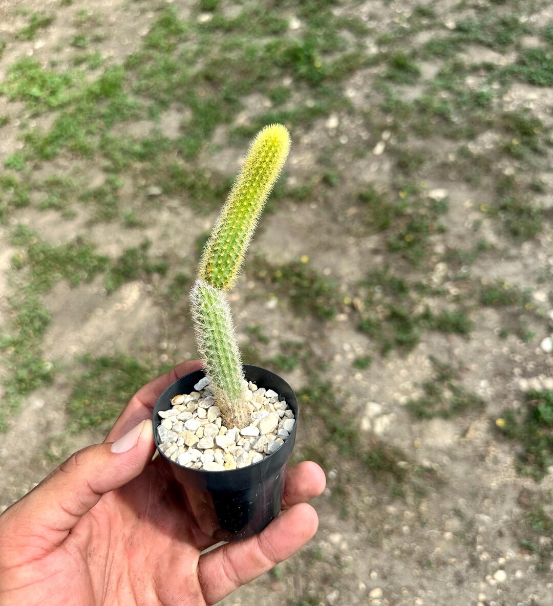 Golden Rat Tail Cactus in 2 Inch Pot - Etsy