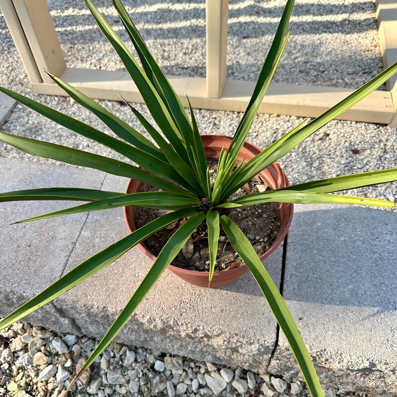 Twisted Cactus - Etsy