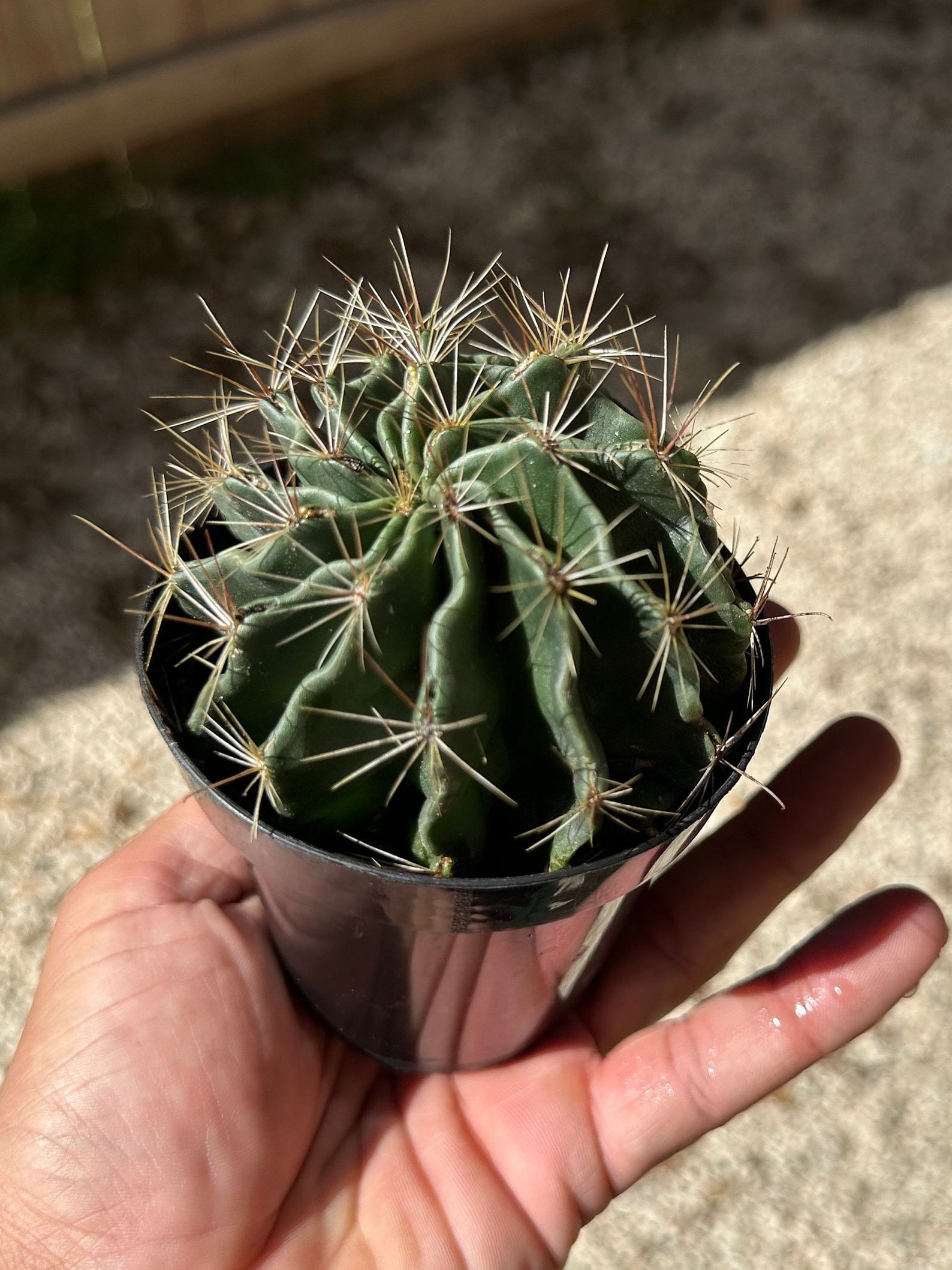 Thelocactus Setispinus Twisted Rib Cactus Miniature Barrel in 3.5 in ...