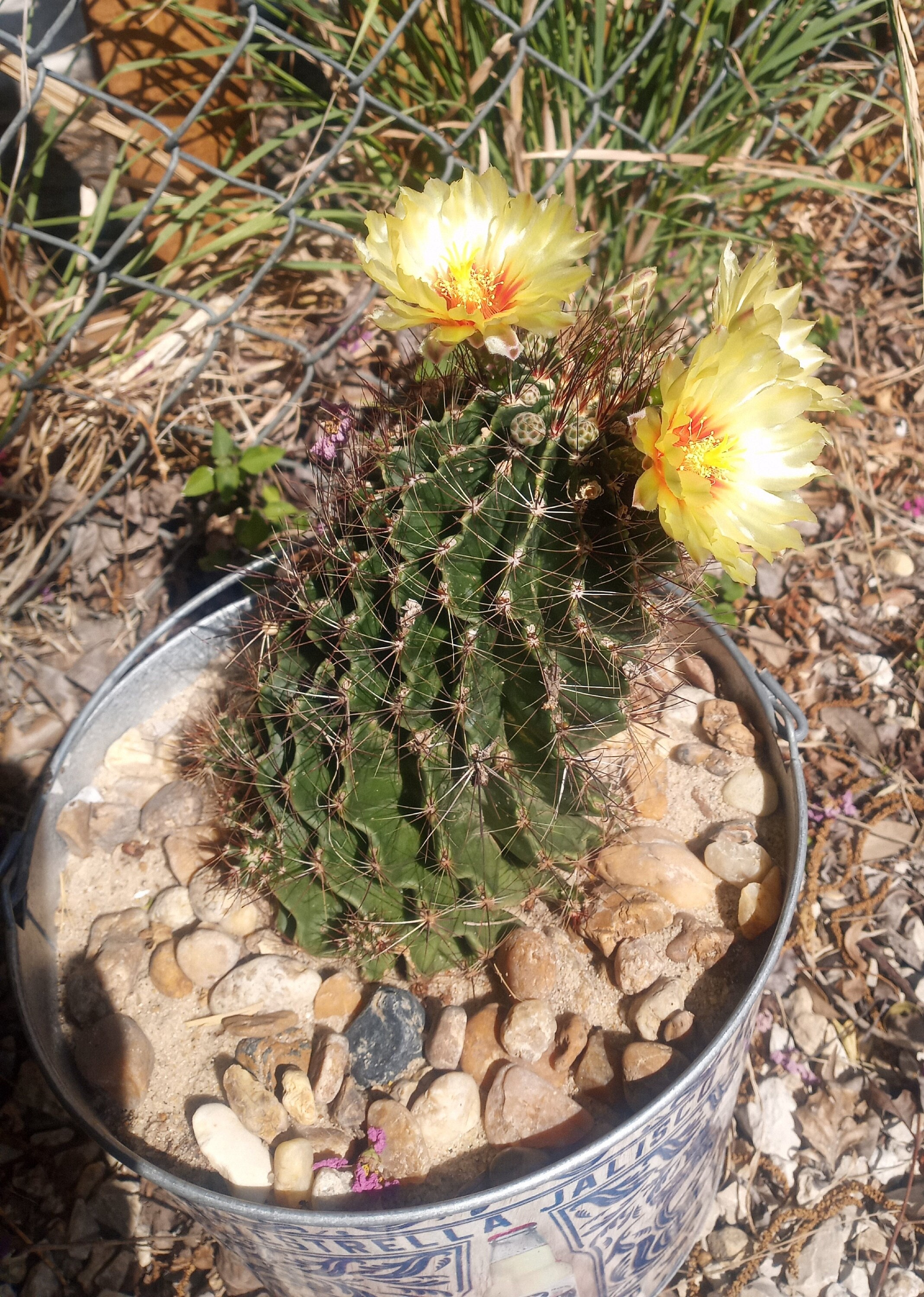 Thelocactus Setispinus Twisted Rib Cactus Miniature Barrel in 3.5 in ...