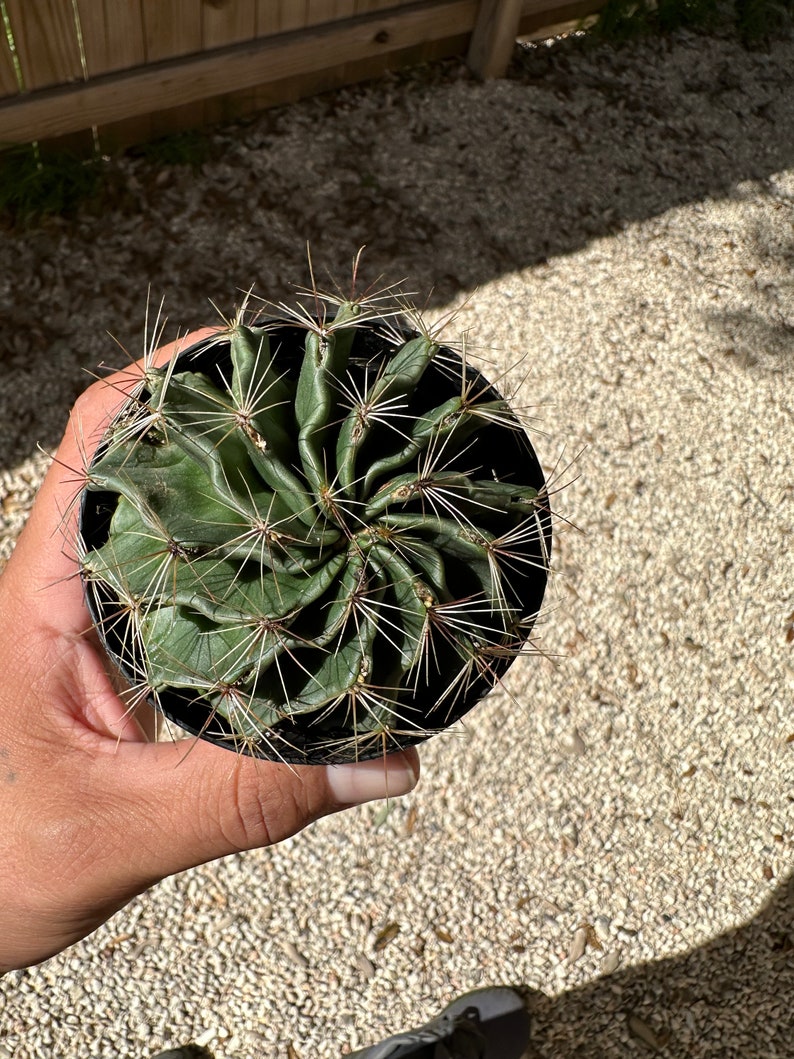 Thelocactus Setispinus Twisted Rib Cactus Miniature Barrel in 3.5 in ...