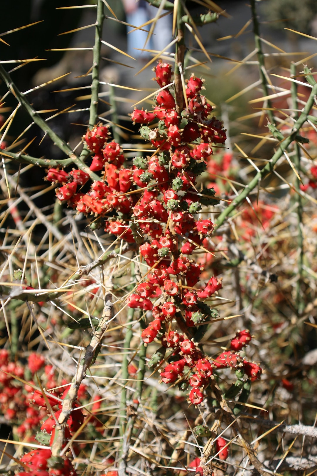 Cylindropuntia Leptocaulis Desert Christmas Cholla-tasajillo Cactus 3 ...