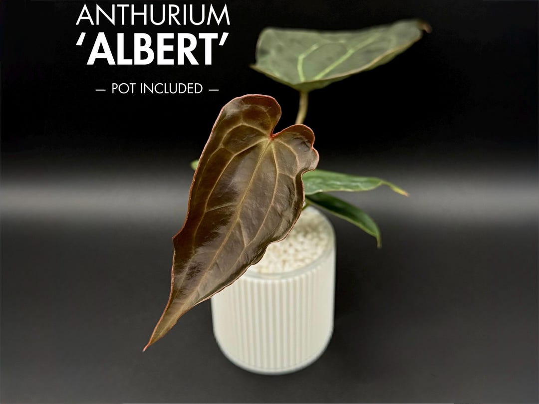 Rare Anthurium Doc Block F2 X (luxurians X Forgetii) - Etsy