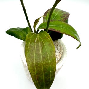 Hoya Merrillii Long Leaf VADA Plants Collection - Etsy