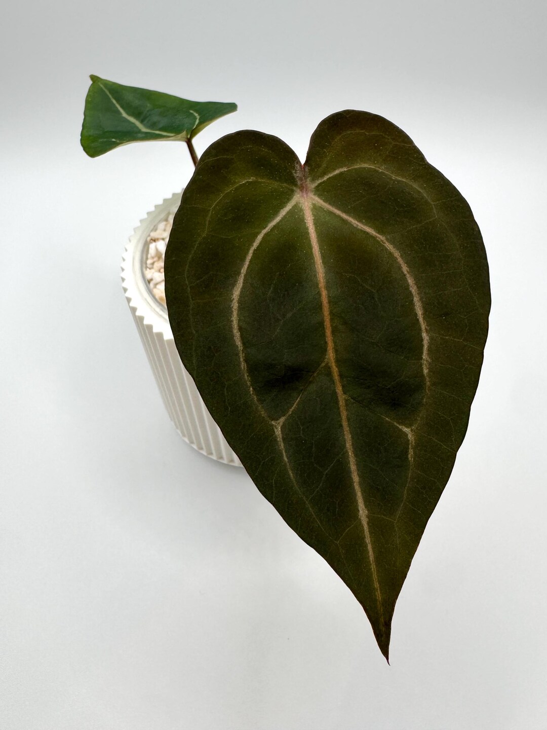 Anthurium Doc Block F2 X Dark Forgetii Hybrid | Rare Exotic Plants ...