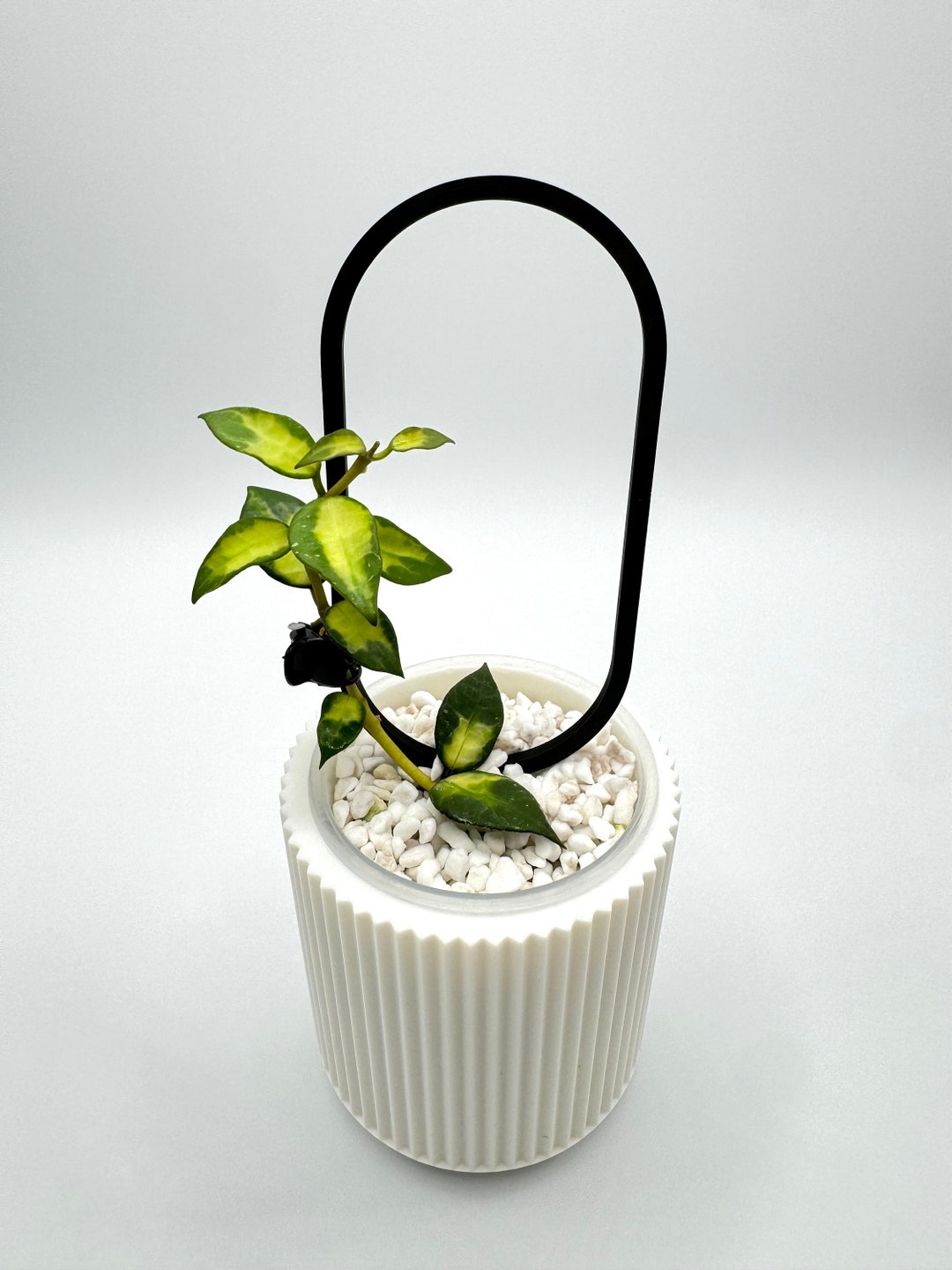 Hoya Lacunosa golden Flame VADA Plants Collection - Etsy