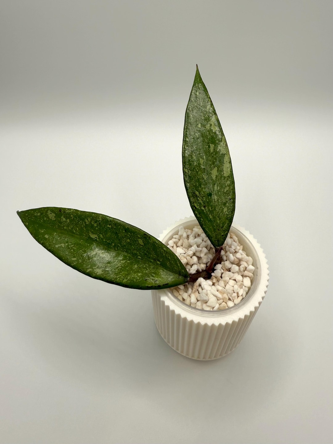 Hoya Snow Cui Silver Splash Rare Exotic Plants Tropical Indoor ...