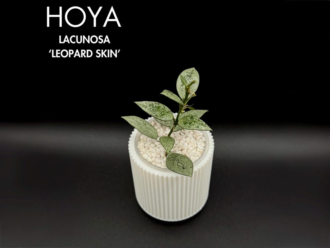 Hoya Lacunosa ‘leopard Skin’ — Rare Silver Hoya Houseplant - Etsy