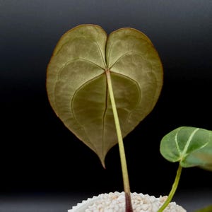 Anthurium Doc Block F2 X Dark Forgetii Plant — Rare Collector Exotic ...