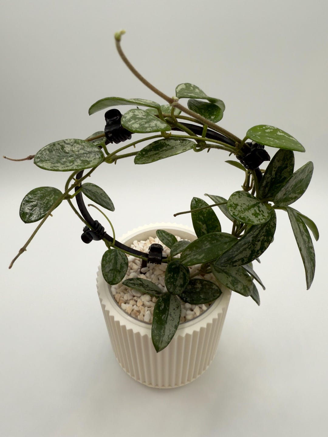Hoya Lima Silver Splash | Rare Exotic Plants | Tropical Indoor ...