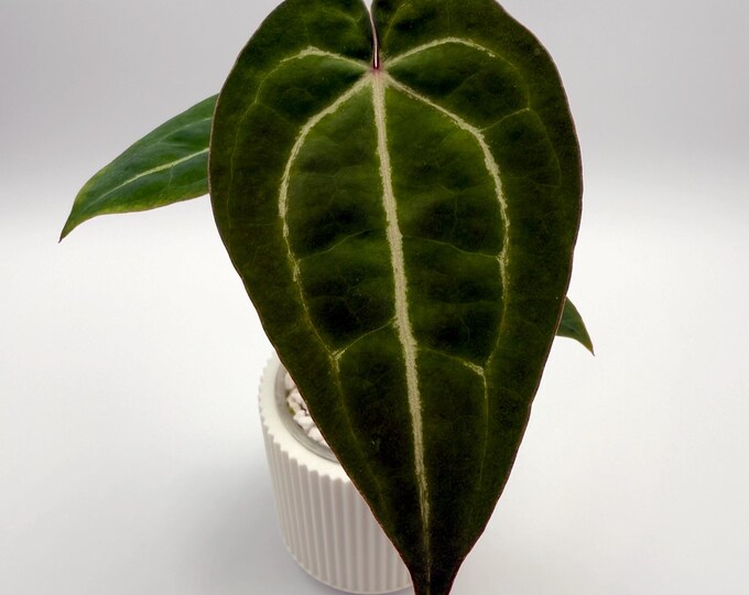 Rare Anthurium Doc Block F2 X Dark Forgetii Hybrid | Tropical Indoor ...