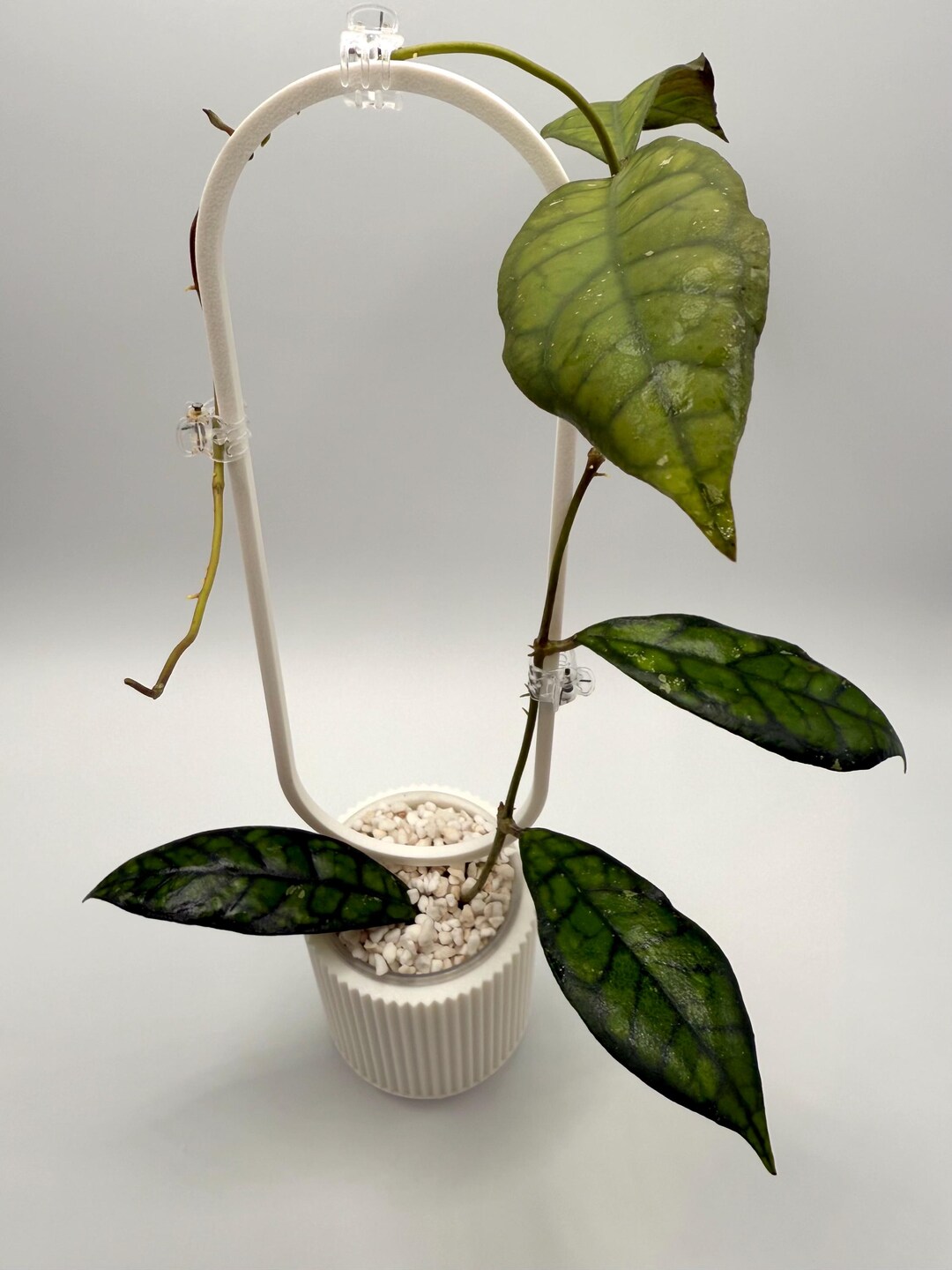 Hoya Callistophylla Black Cat Unique Exotic Indoor Houseplant Tropical ...