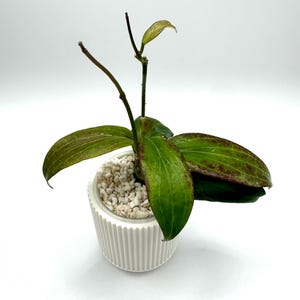 Hoya Merrillii Long Leaf VADA Plants Collection - Etsy