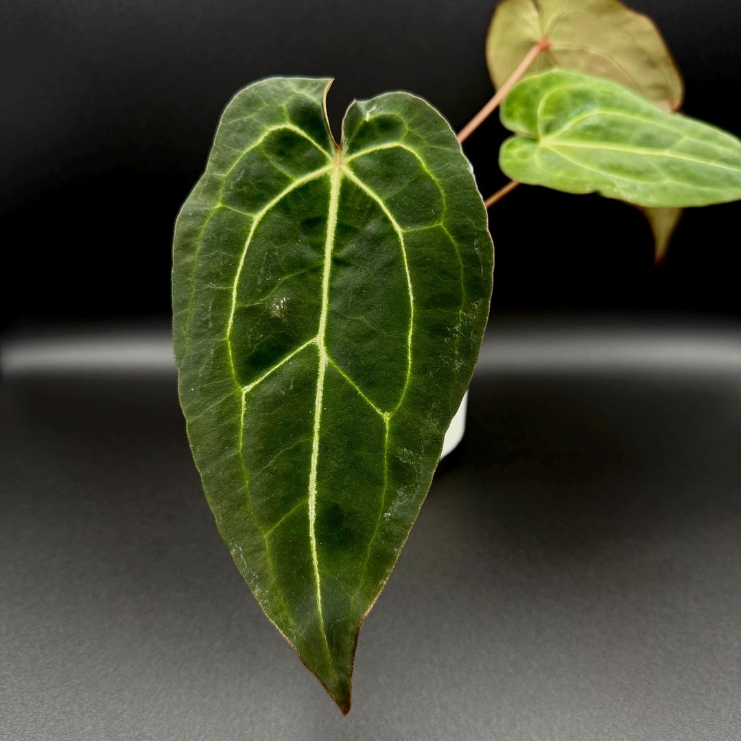 Rare Anthurium Doc Block F2 X Dark Forgetii Hybrid — Live Plant Gift ...