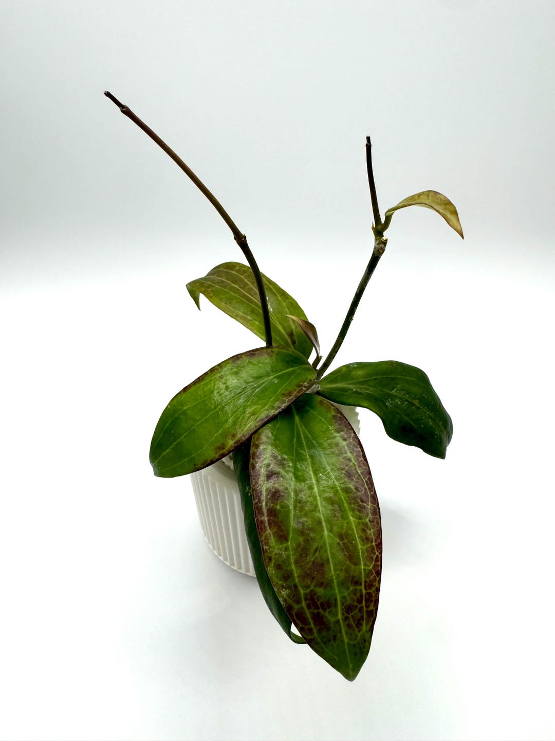 Hoya Merrillii Long Leaf | VADA Plants Collection - Etsy