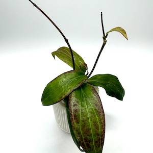 Hoya Merrillii Long Leaf VADA Plants Collection - Etsy