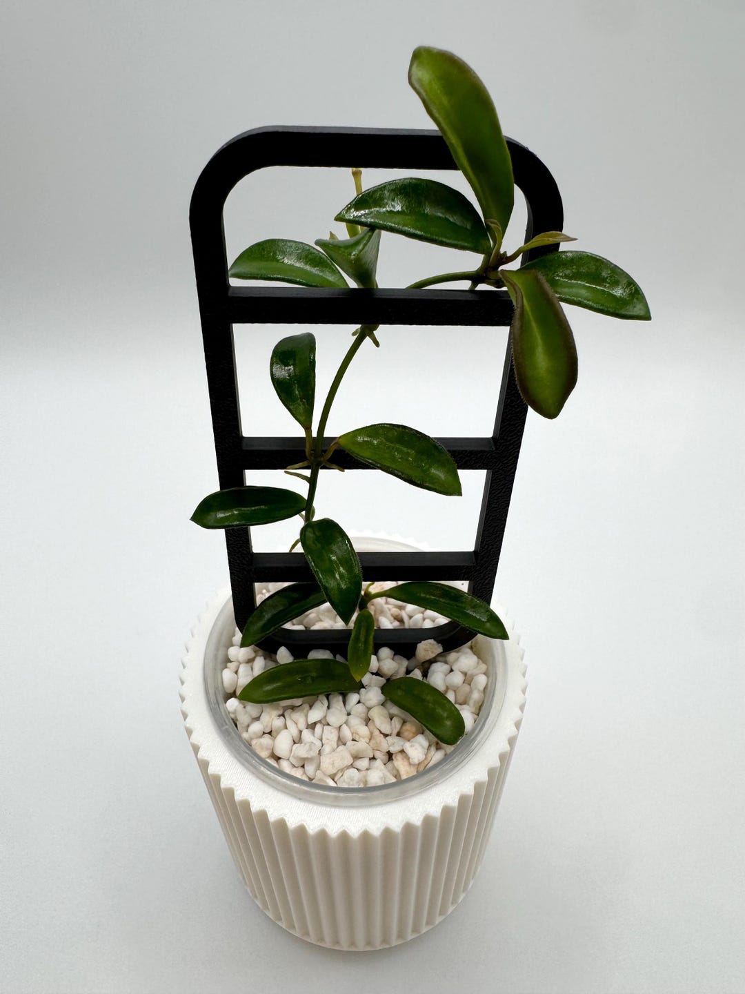 Hoya PG04 Mini Kentiana Tiny Leaf Succulent Exotic Houseplant ...