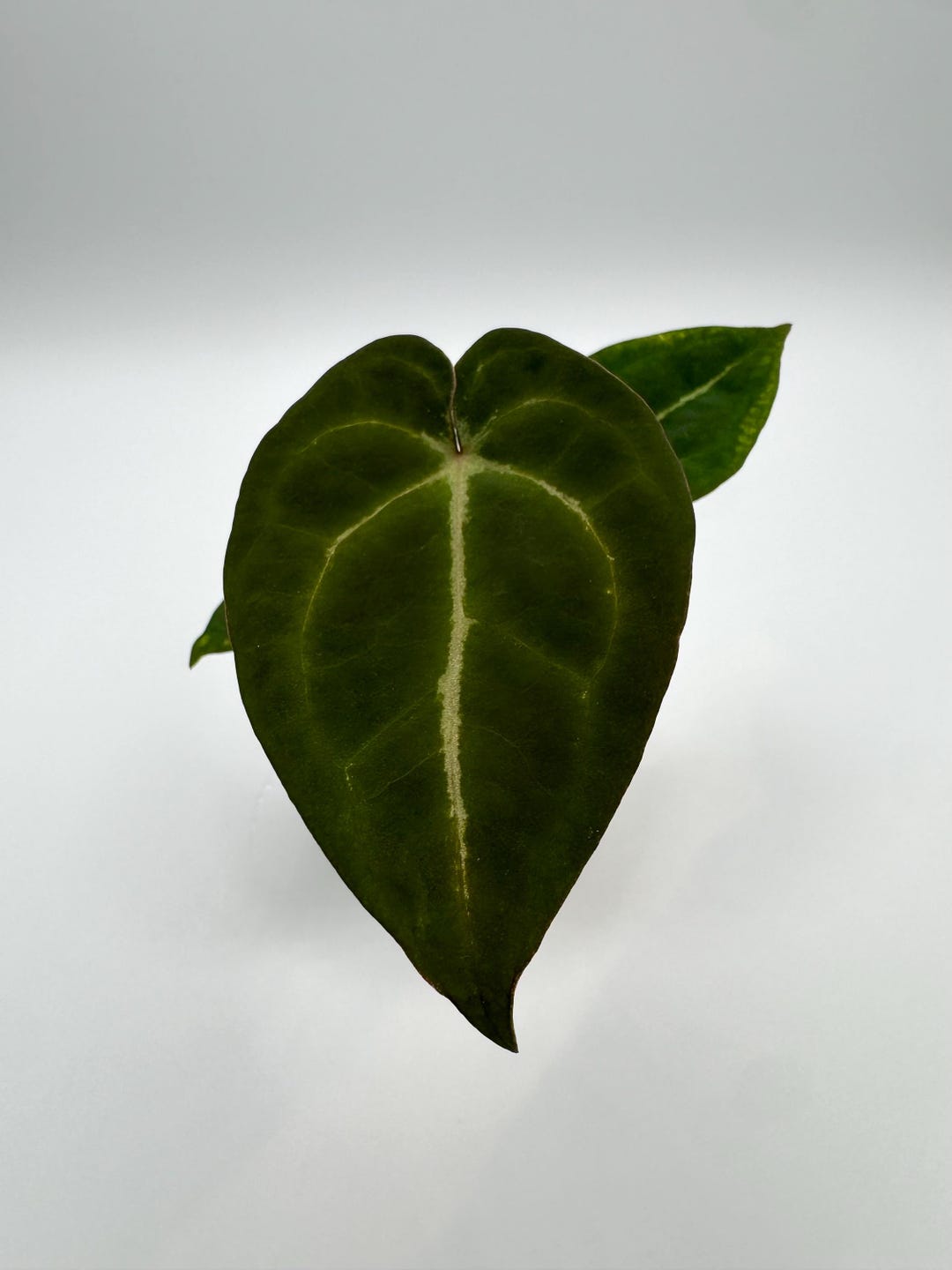 Anthurium Doc Block F2 X Dark Forgetii Hybrid Exotic Rare Tropical ...