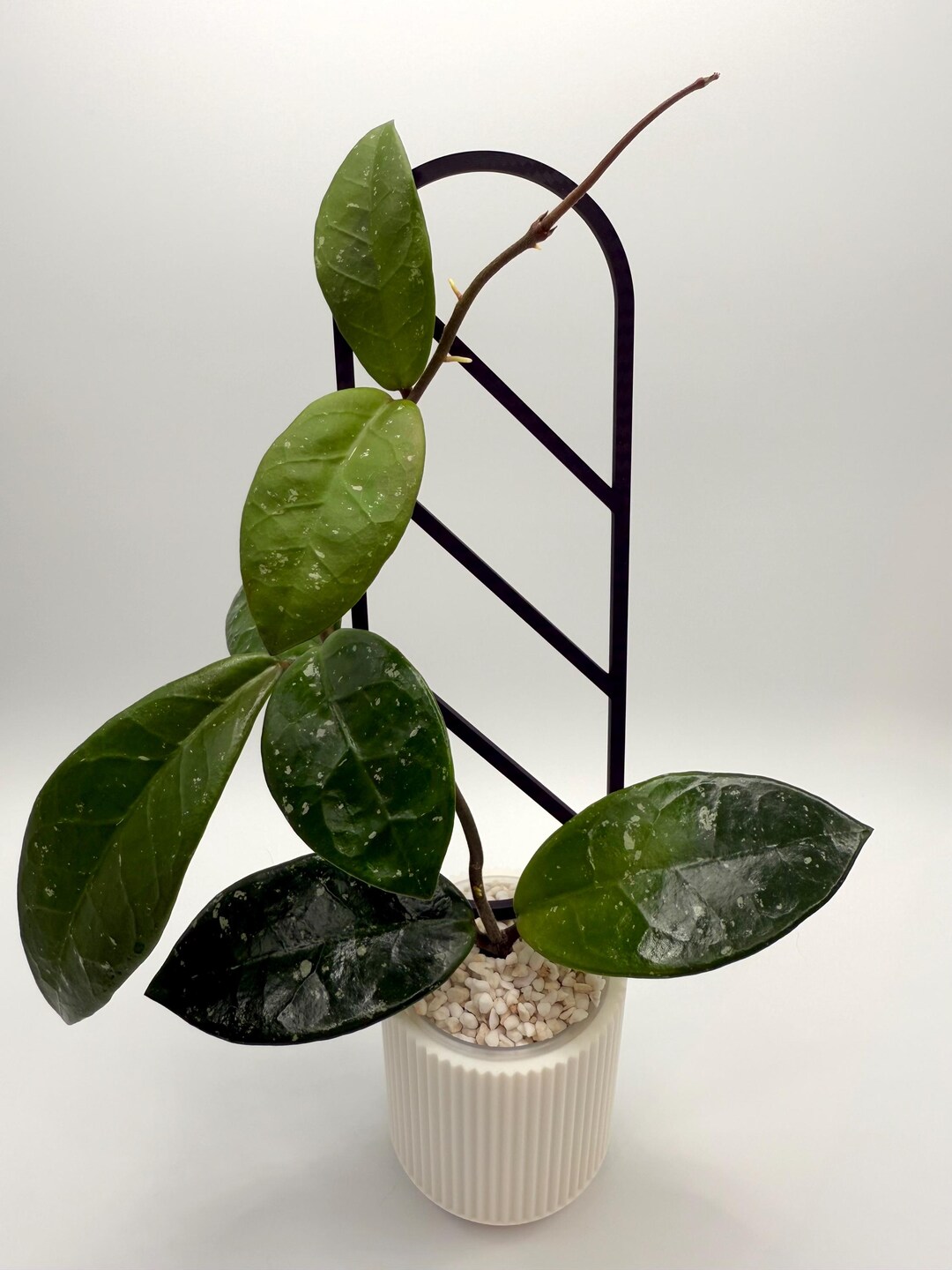 Hoya SMS just Jake Rare Exotic Plants Tropical Indoor Collectors ...