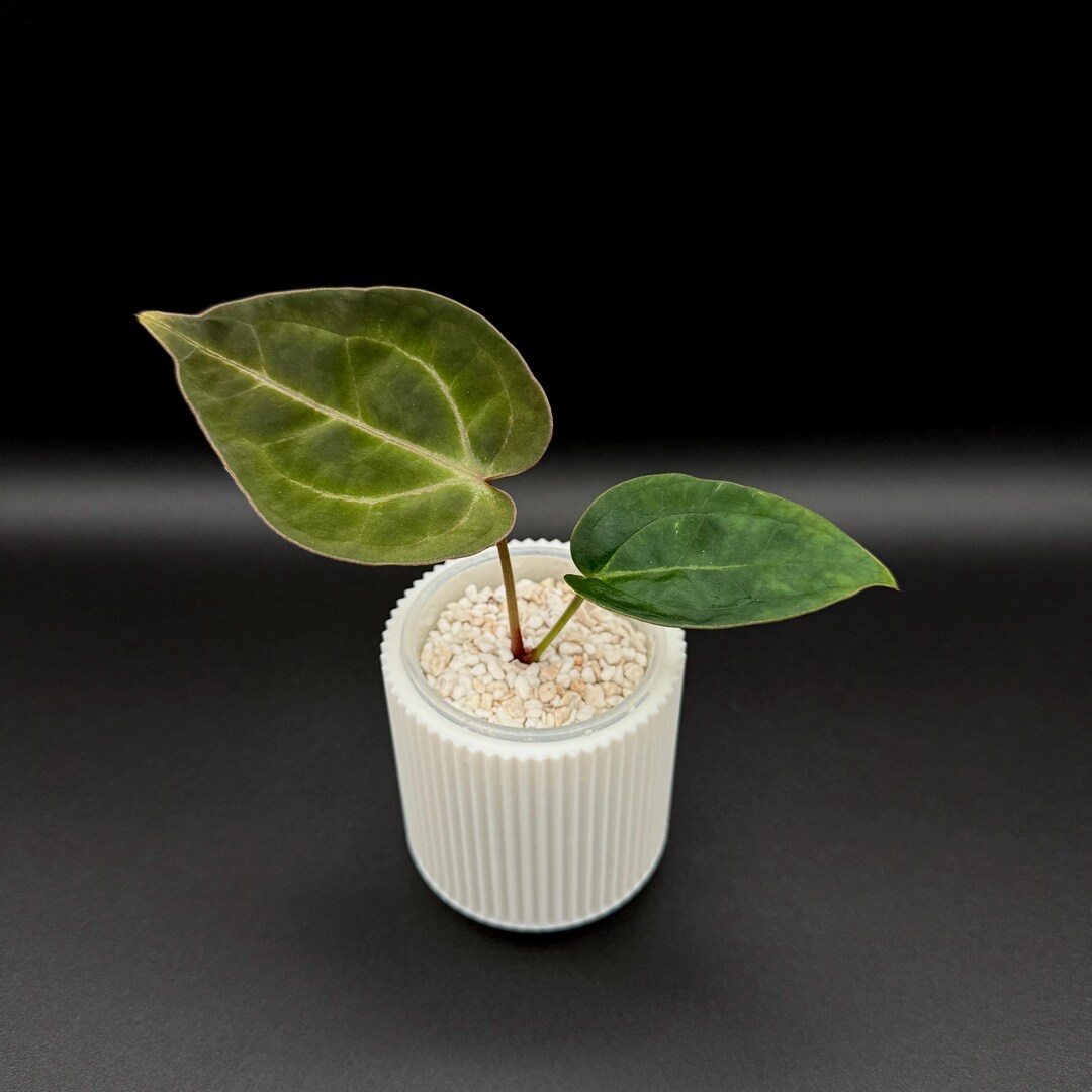 Anthurium ‘albert’ — Anthurium Doc Block F2 X (luxurians X Forgetii ...