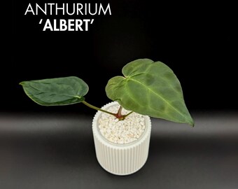 Rare Anthurium Doc Block F2 X Dark Forgetii Hybrid | Perfect for ...