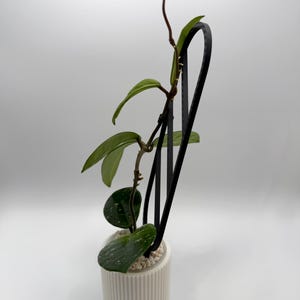 Hoya SMS just Jake Rare Exotic Plants Tropical Indoor Collectors ...