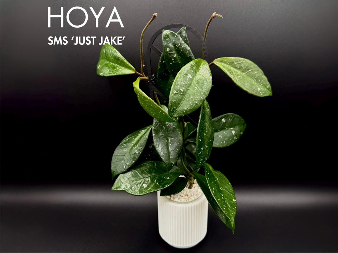 Hoya SMS ‘just Jake’ — Indoor Garden Plant Rare - Etsy