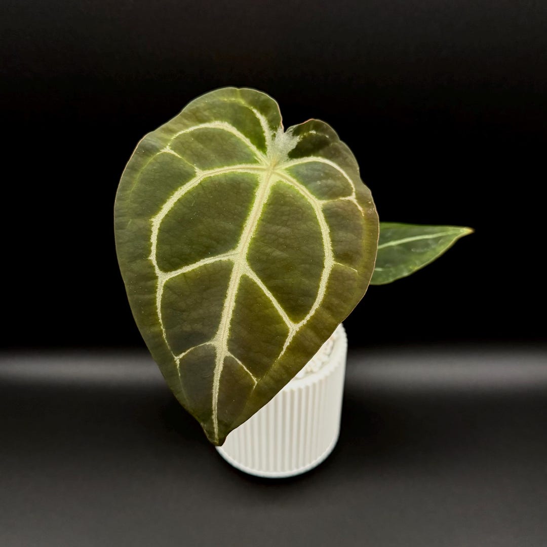 Anthurium Plant Doc Block F2 X Dark Forgetii Hybrid — Rare Indoor Plant ...