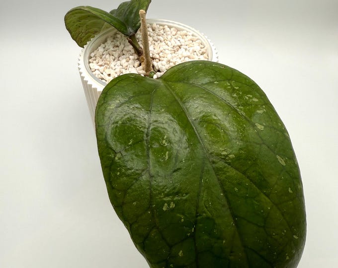 Rare Hoya AH027 ‘elephant’ | Rare Exotic Plants | Tropical Indoor ...