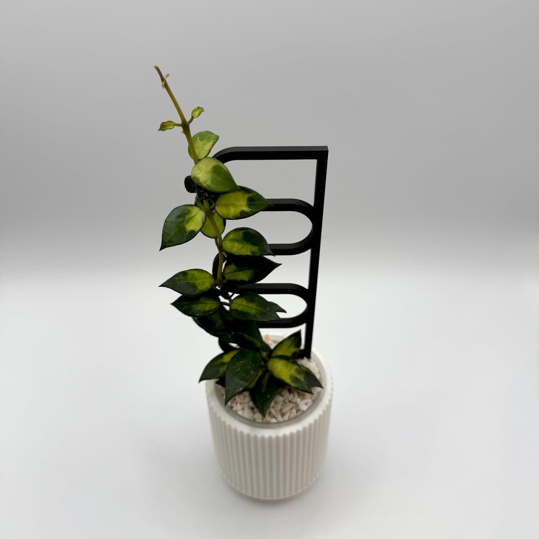 Hoya Lacunosa golden Flame Rare Variegated Exotic Plants Tropical ...