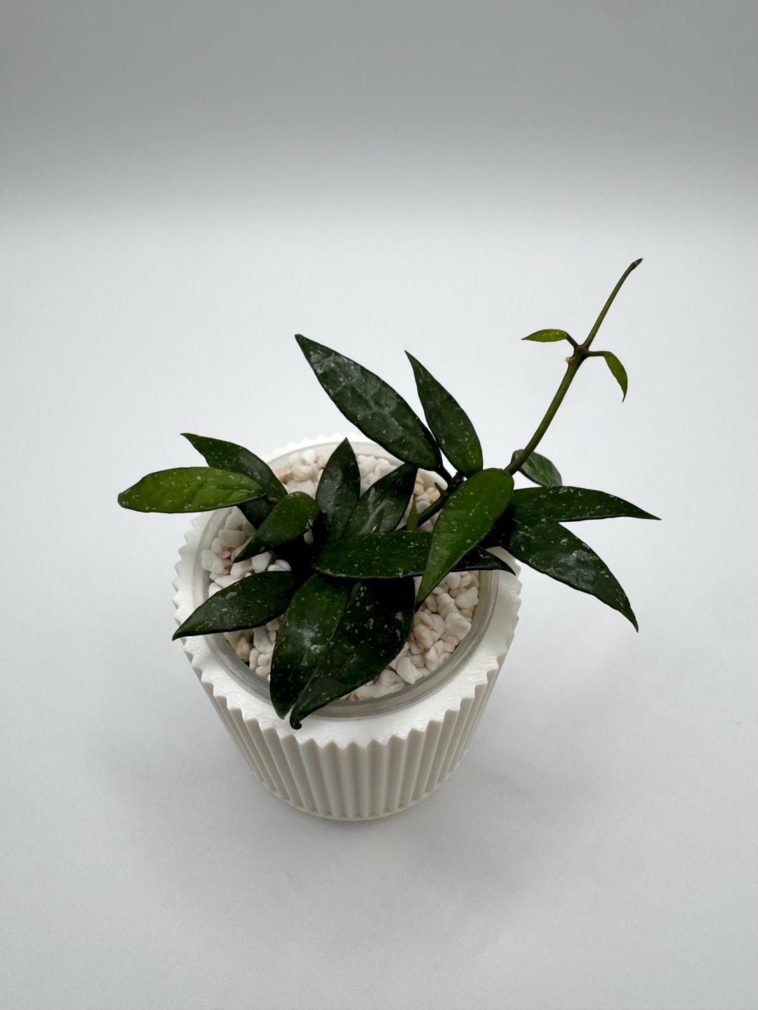 Hoya Lacunosa poonsak Rare Exotic Plants Tropical Indoor Collectors ...