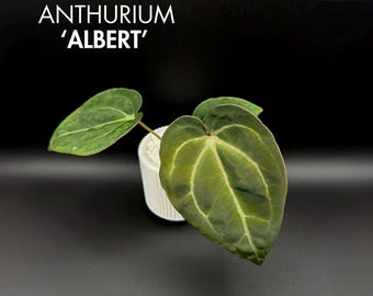 Rare Anthurium Doc Block F2 X Dark Forgetii Hybrid | Tropical Indoor ...